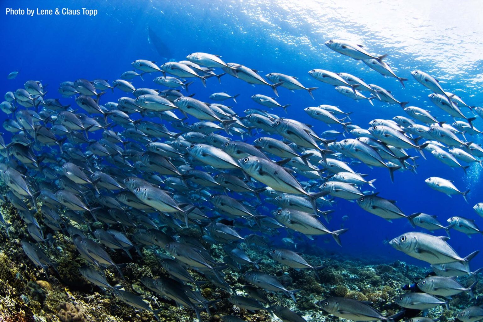 About the Project | ASEAN ENMAPS